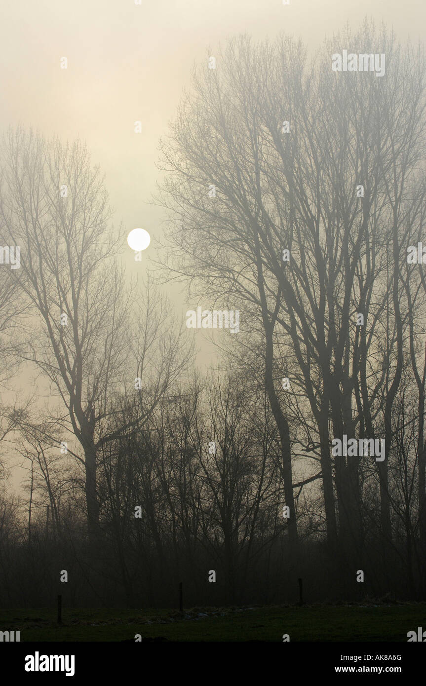 Trees in fog Stock Photo - Alamy