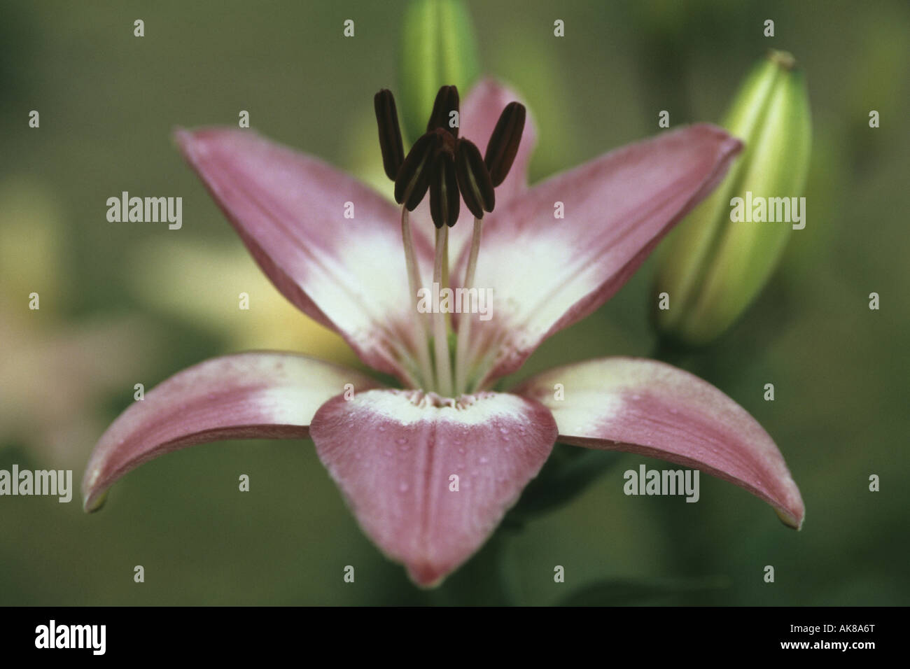 Lily weber hi-res stock photography and images - Alamy