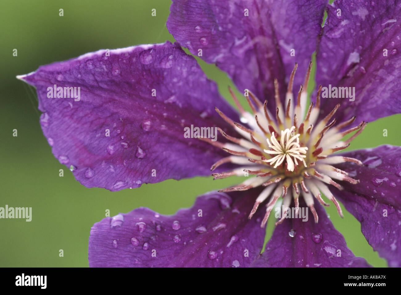 clematis, virgins-bower (Clematis 'Gypsy Queen', Clematis Gypsy Queen ...