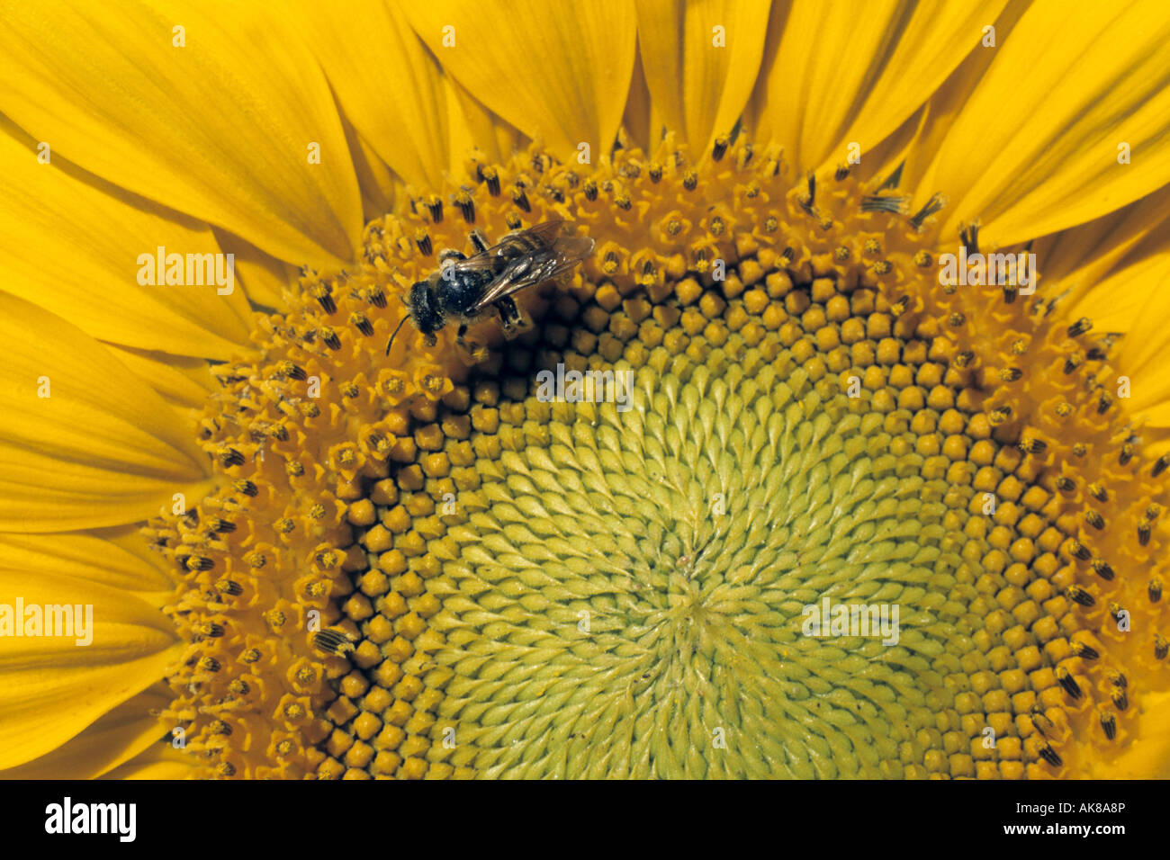 common sunflower (Helianthus annuus), detail with hones bee Stock Photo ...