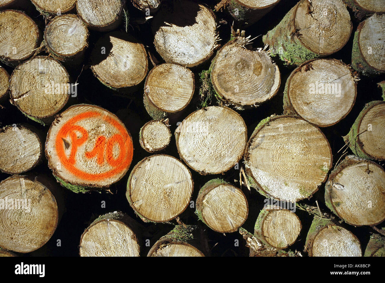 Norway spruce (Picea abies), cutted down trunks, Germany Stock Photo ...