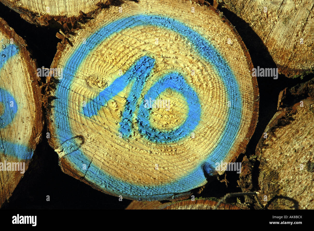 Norway spruce (Picea abies), cutted down trunks, Germany Stock Photo ...