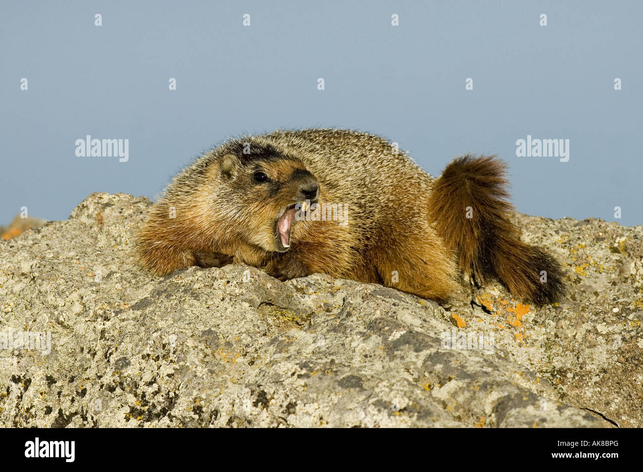 yellow-bellied marmot (Marmota flaviventris), aggressive, USA, Wyoming ...