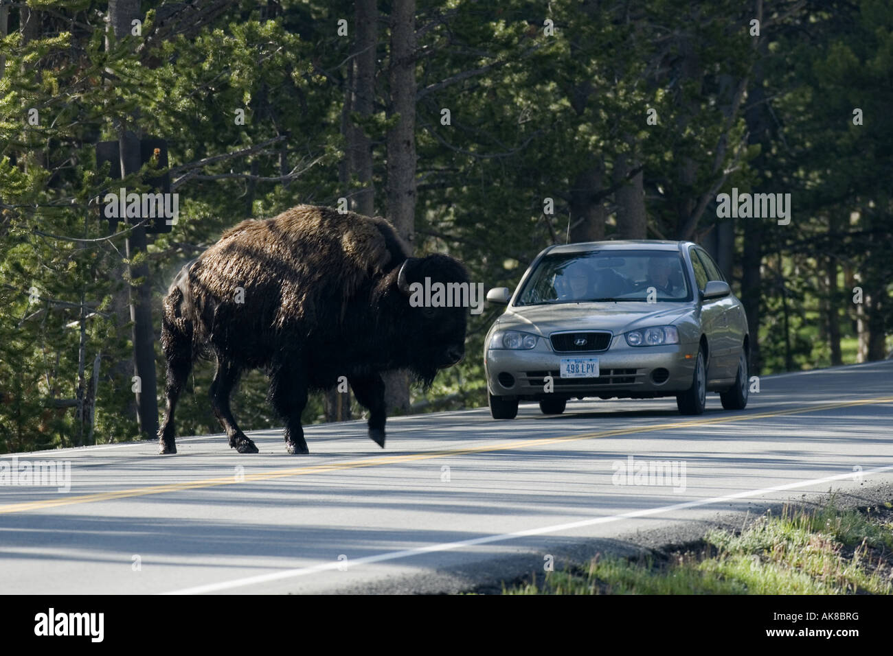 American bison, buffalo (Bison bison), crossing the street in front of ...