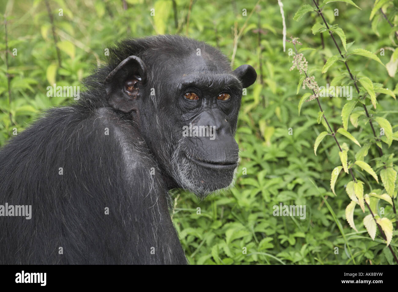 common chimpanzee (Pan troglodytes), portrait, Africa Stock Photo - Alamy