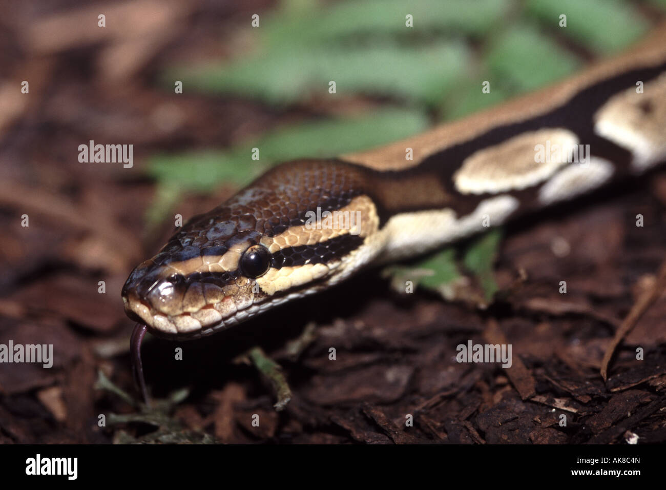 A snake slithers through it's habitat Stock Photo - Alamy