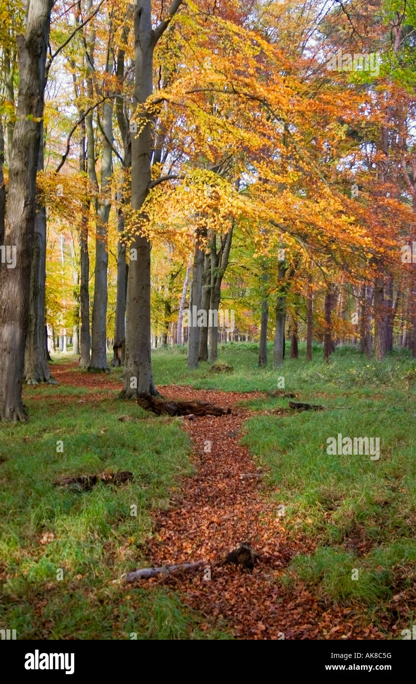 Ireland dublin phoenix park hi-res stock photography and images - Alamy