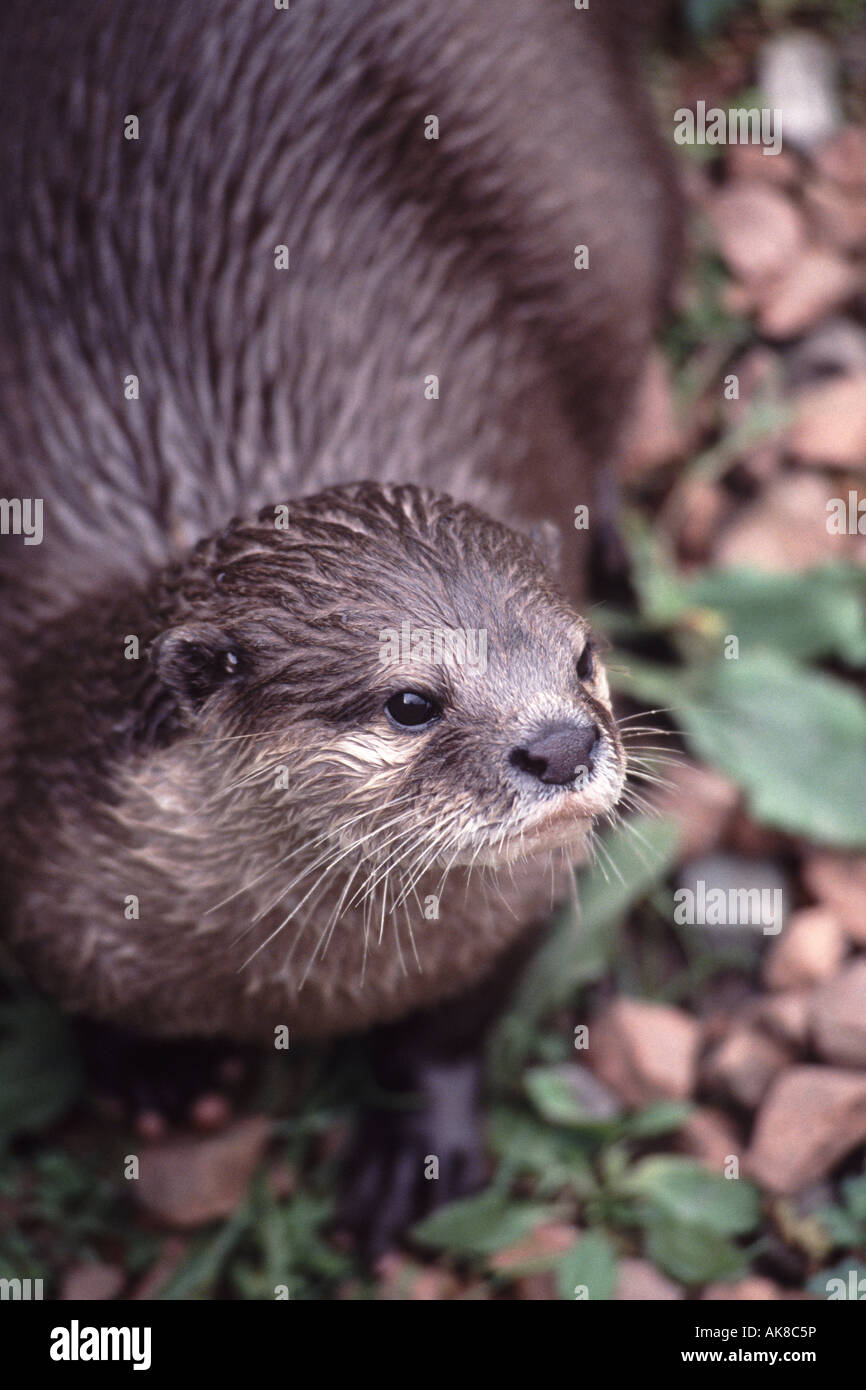 Getting up close and personal with an otter Stock Photo - Alamy
