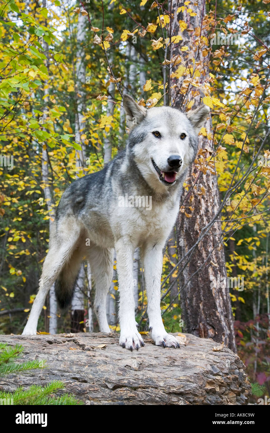 An adult female Gray Wolf in the Canadian Rockies Stock Photo - Alamy