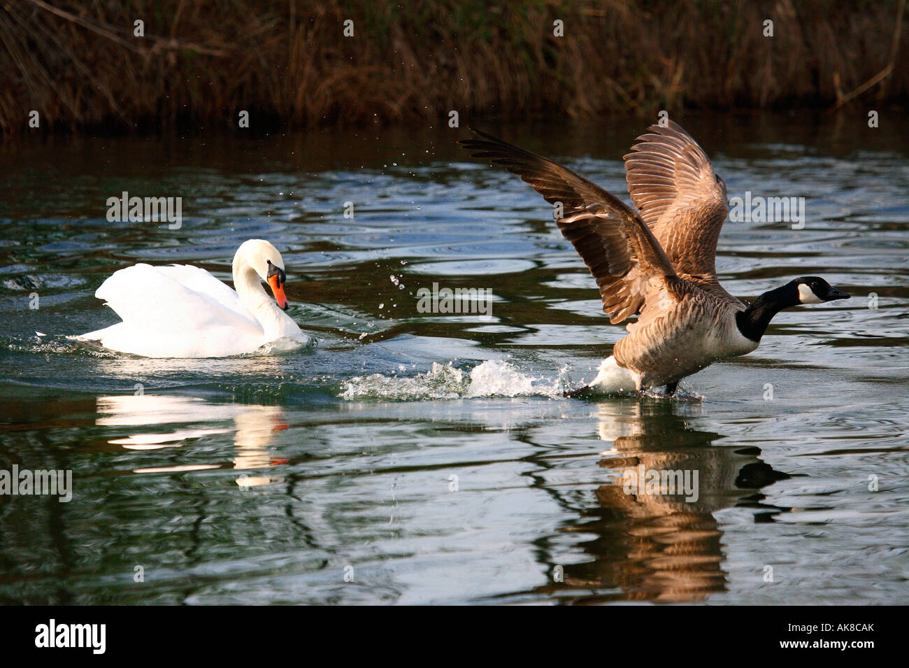 Swan chasing goose hi-res stock photography and images - Alamy