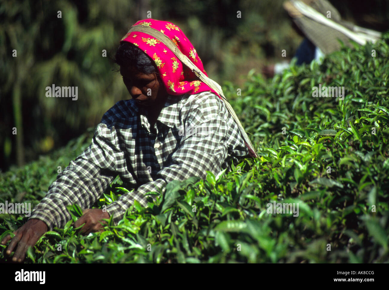 An Indian lady picking tea Stock Photo - Alamy