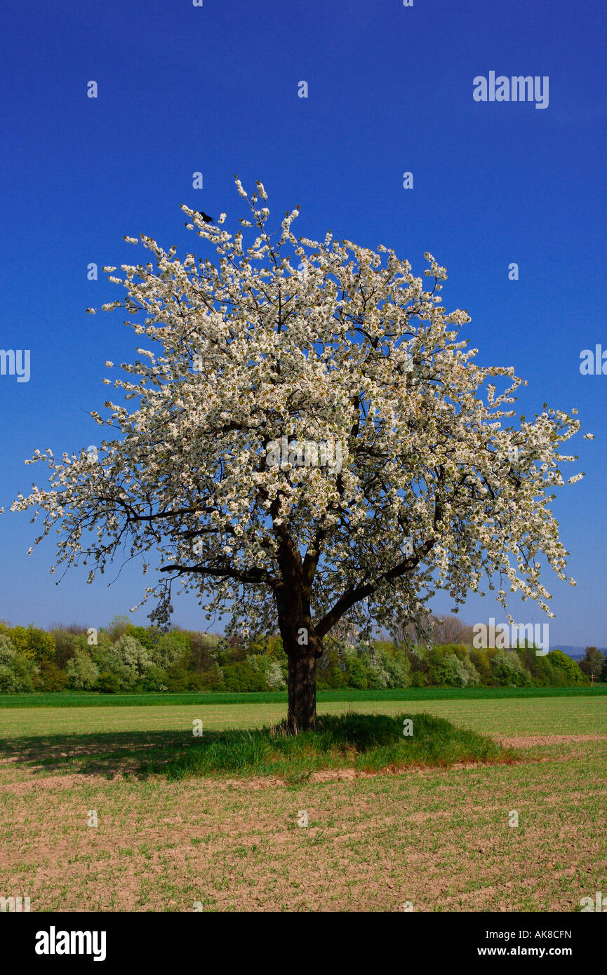 Blooming wild pear tree pyrus hi-res stock photography and images - Alamy