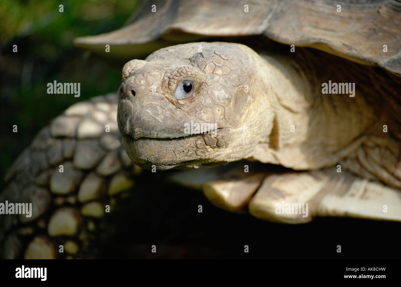 Very old tortoise hi-res stock photography and images - Alamy