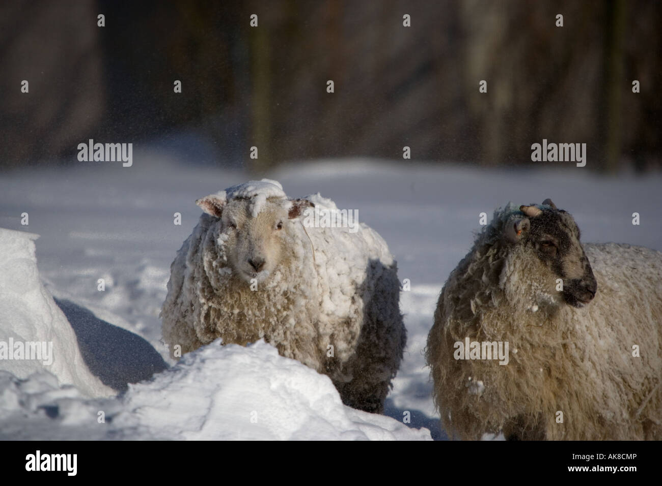 Brave sheep hi-res stock photography and images - Alamy