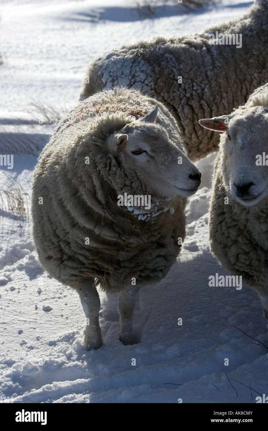 Sheep brave the Northern Winter Stock Photo - Alamy