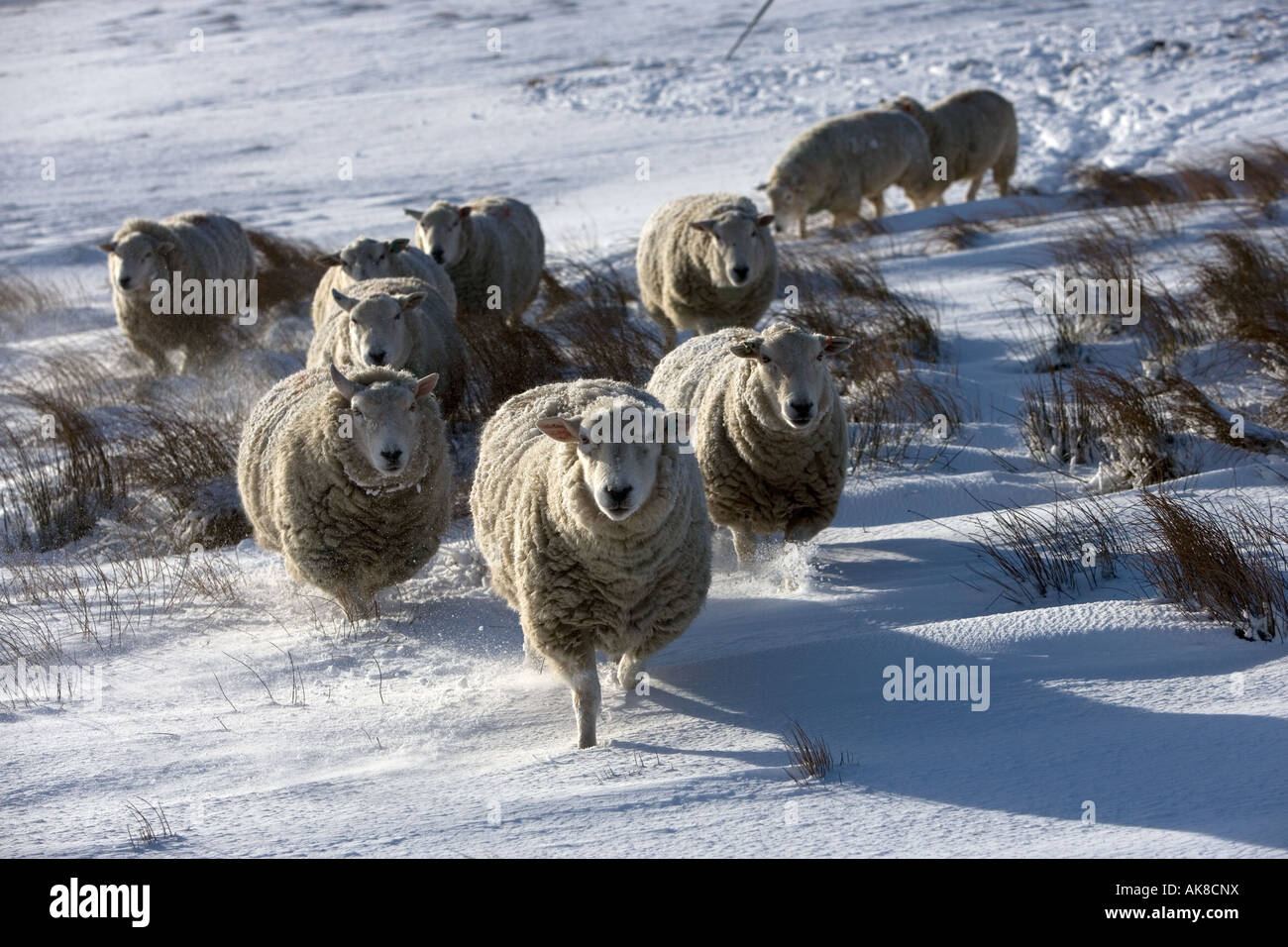Sheep brave the Northern Winter Stock Photo - Alamy