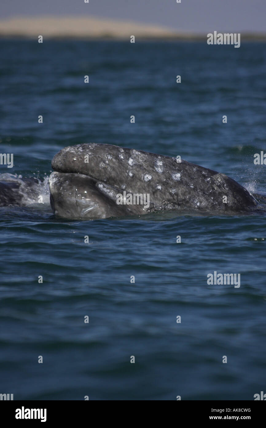 Eschrichtius gibbosus hi-res stock photography and images - Alamy