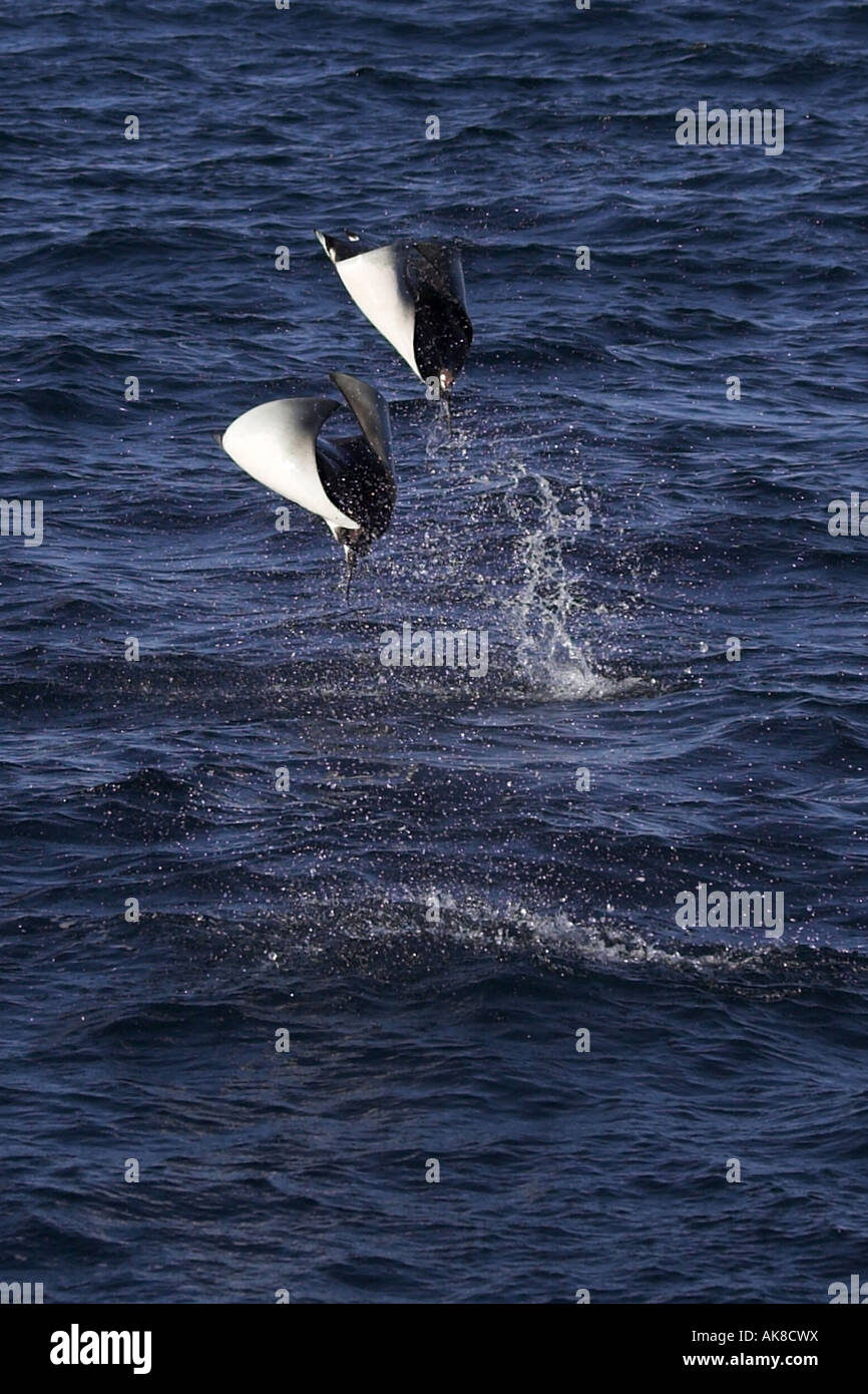manta, Atlantic manta, giant devil ray, giant manta (Manta birostris ...