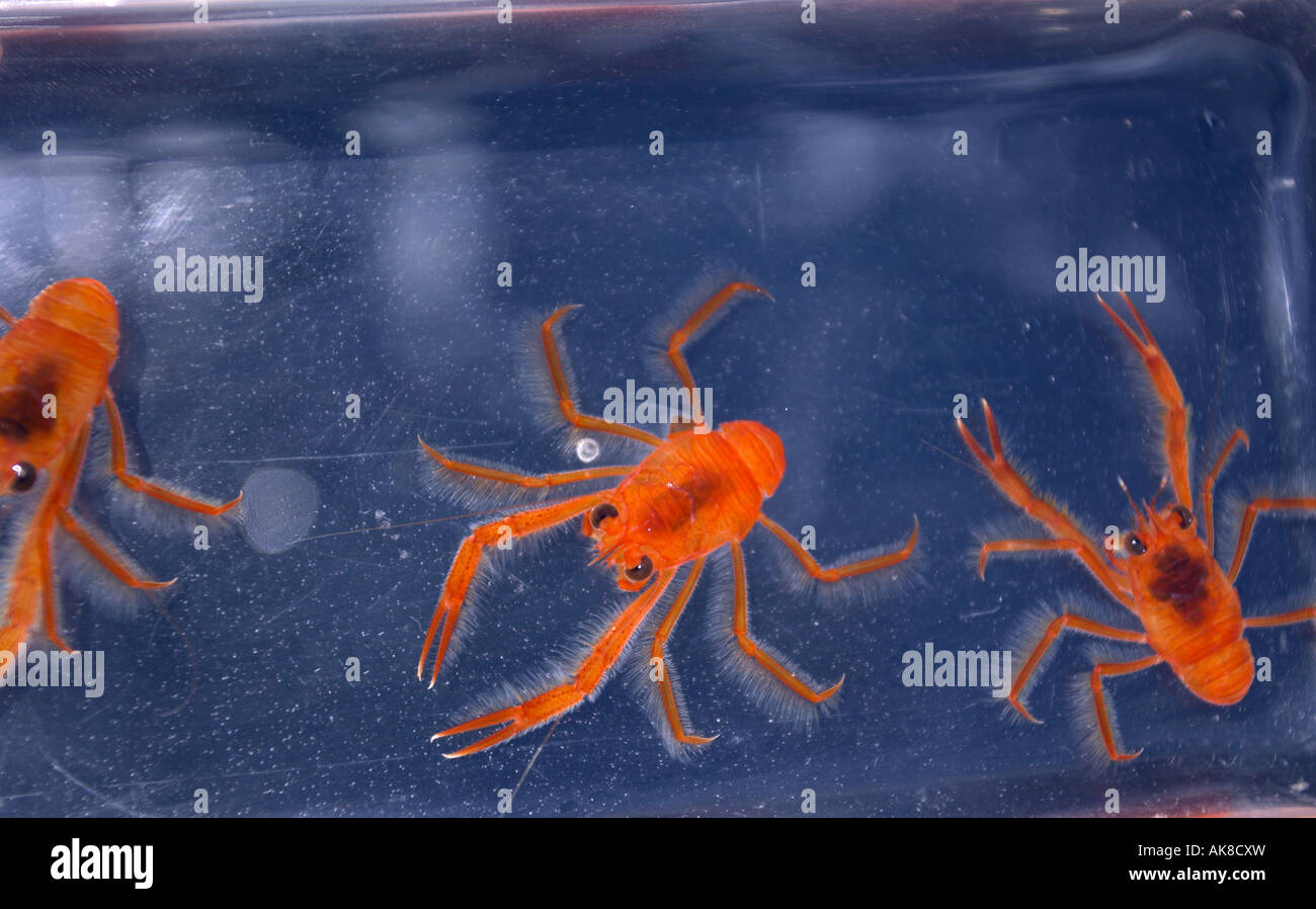 crustaceans, krill, Mexico, Baja California Stock Photo - Alamy