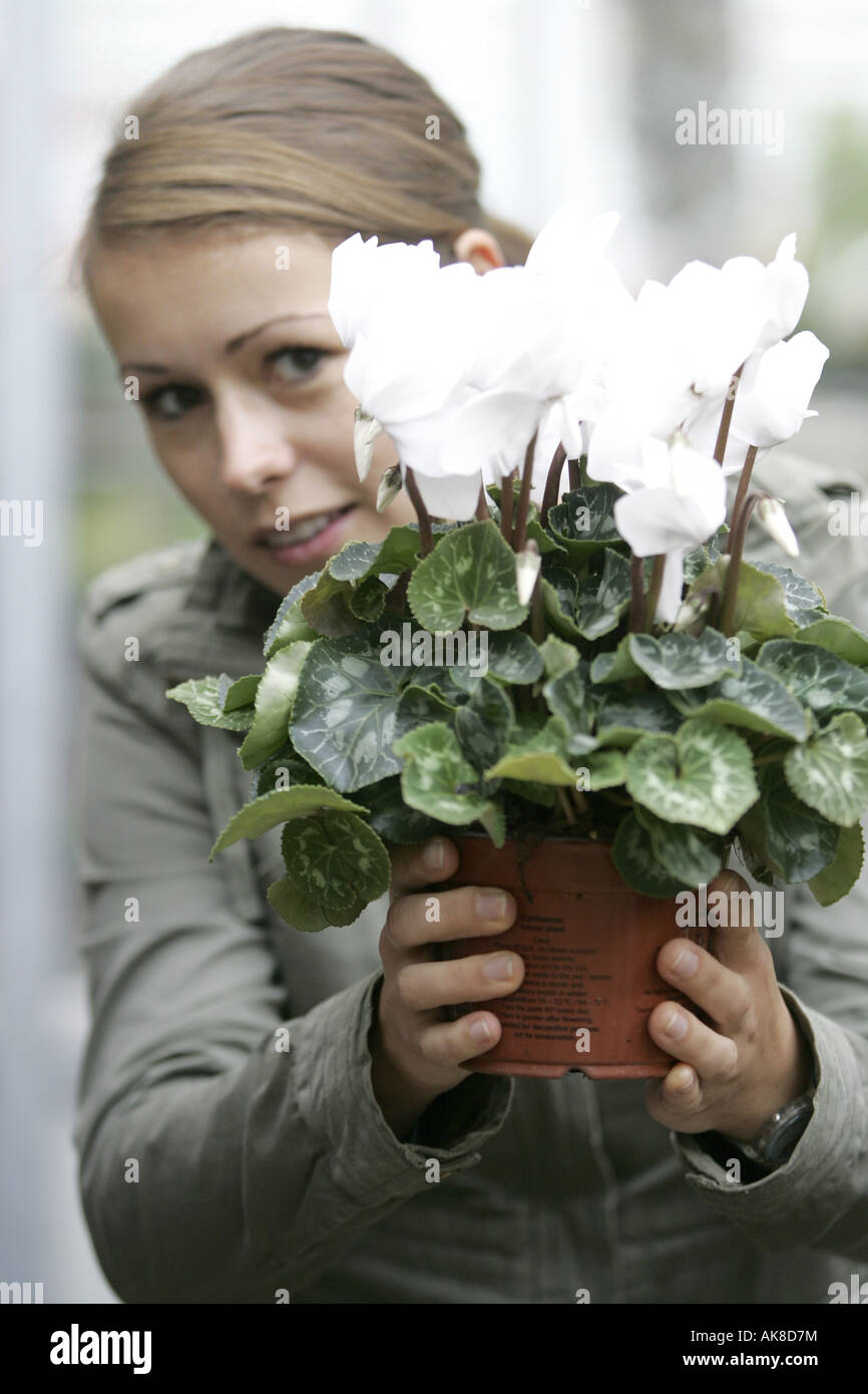 Florists Cyclamen (Cyclamen persicum), young woman with a pot plant as ...