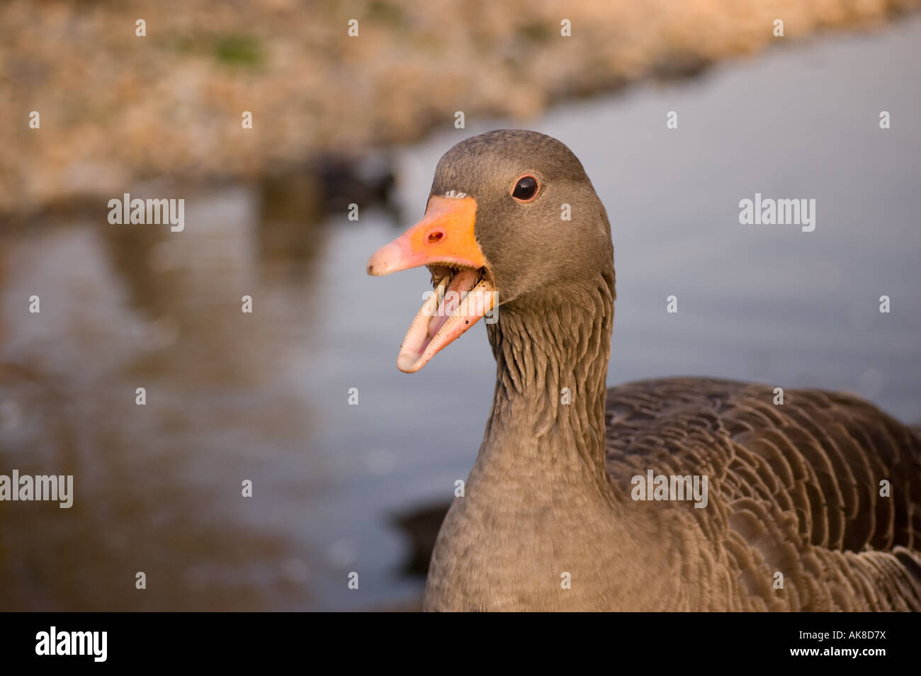 Happy goose hi-res stock photography and images - Alamy