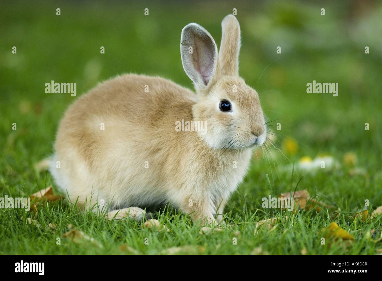 desert rabbit (Sylvilagus audubonii), in meadow, Canada, British ...