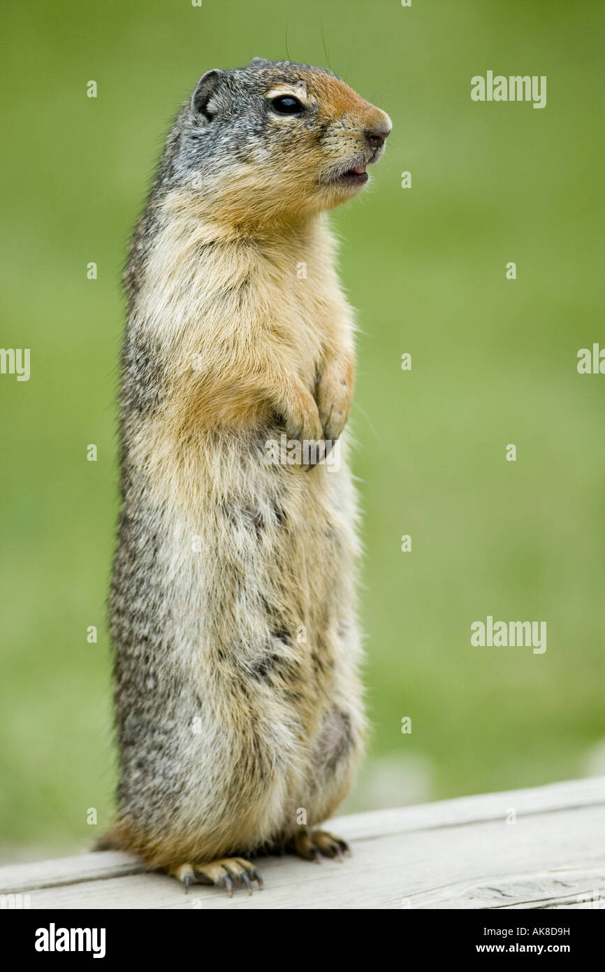 Columbian Ground Squirrel (Citellus columbianus), grovelling, Canada ...