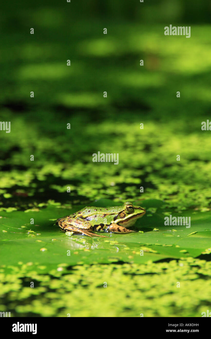 European edible frog, common edible frog (Rana kl. esculenta, Rana ...