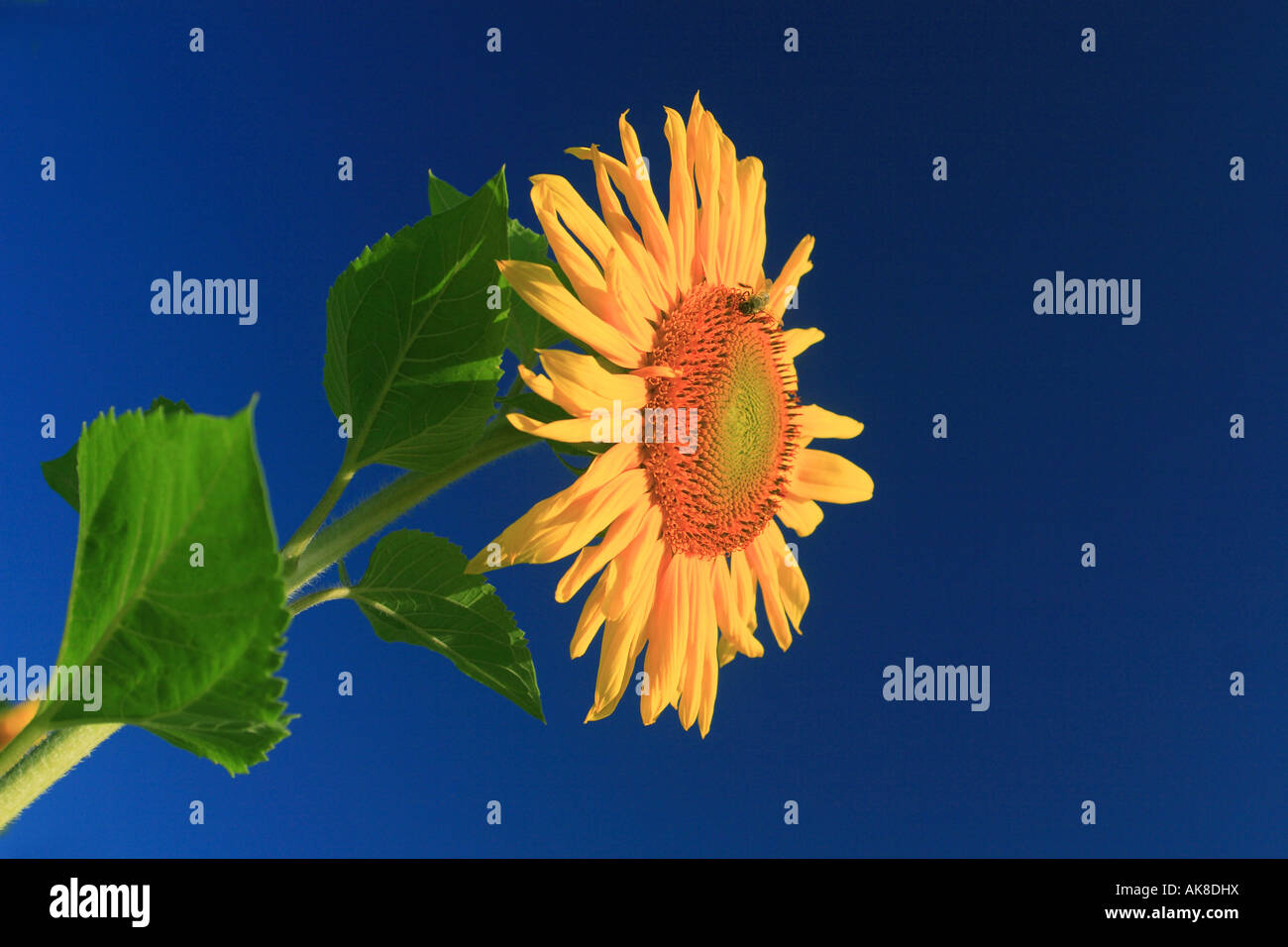 Flowers inflorescence inflorescences front view from the front hi-res ...