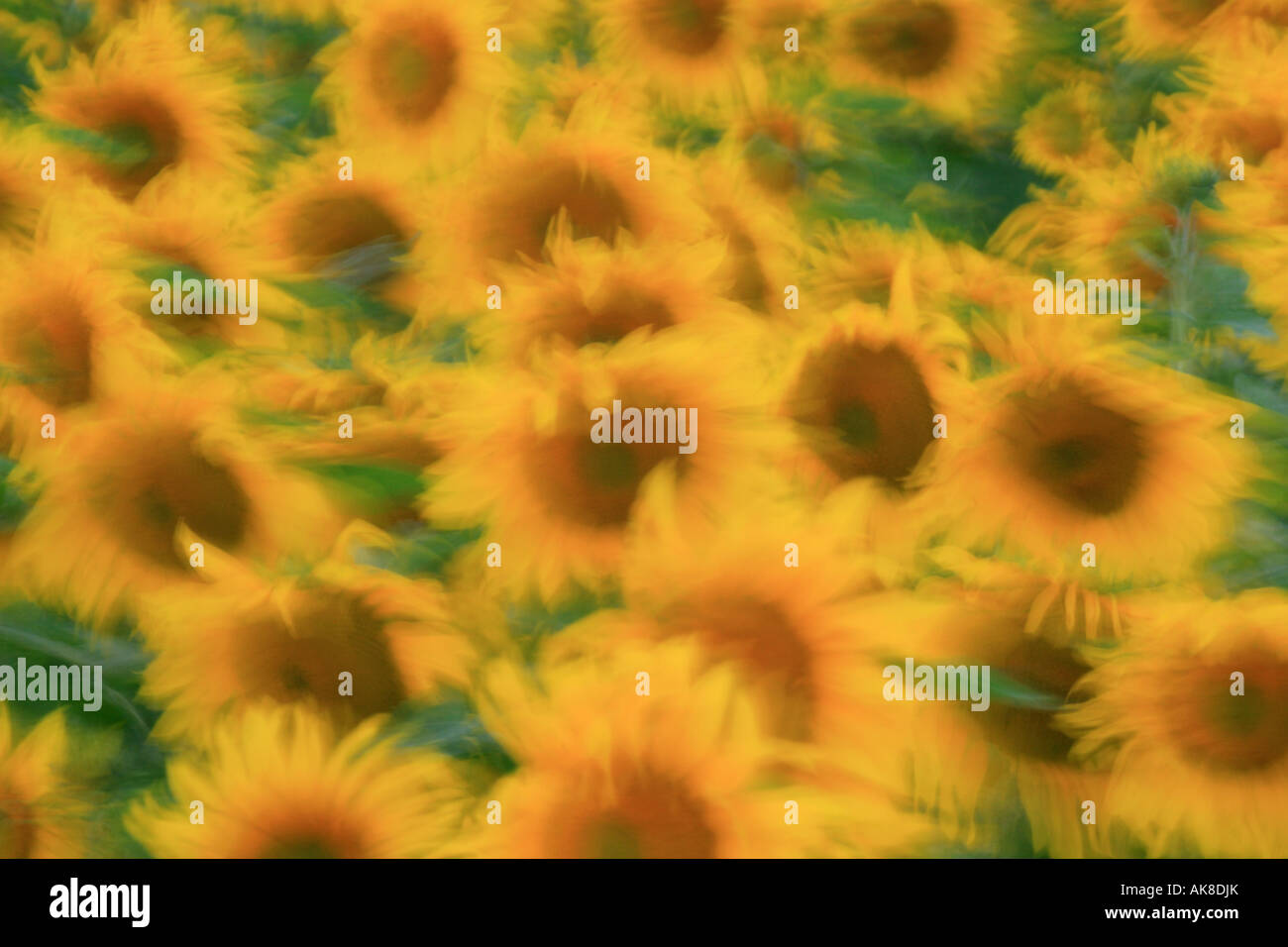 common sunflower (Helianthus annuus), sunflower field; blurred motion ...
