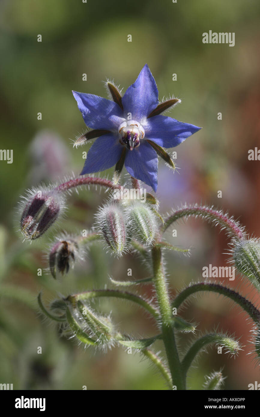 common borage (Borago officinalis), blossom Stock Photo - Alamy