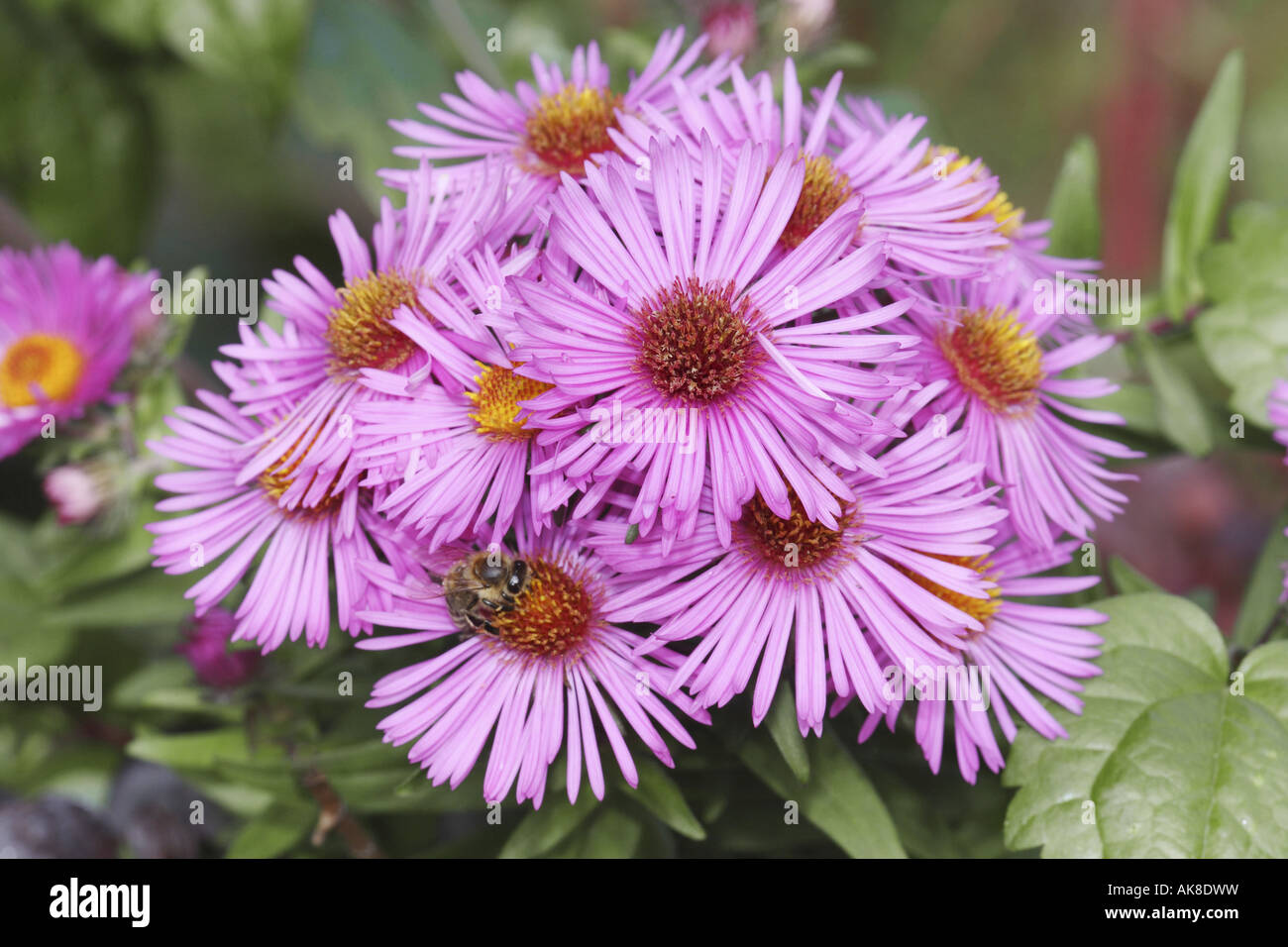 Aster spec hi-res stock photography and images - Alamy