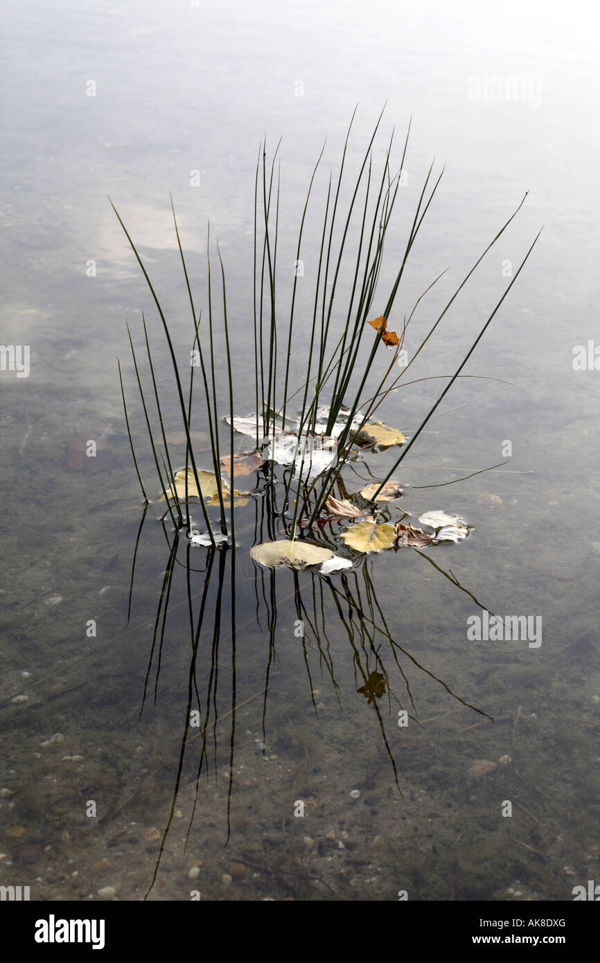 Bog rush juncus hi-res stock photography and images - Alamy