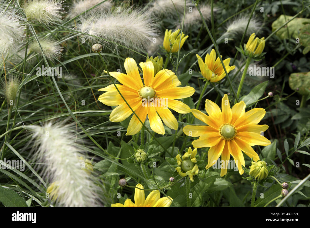 black-eyed susan, hairy coneflower, yellow daisy (Rudbeckia hirta ...