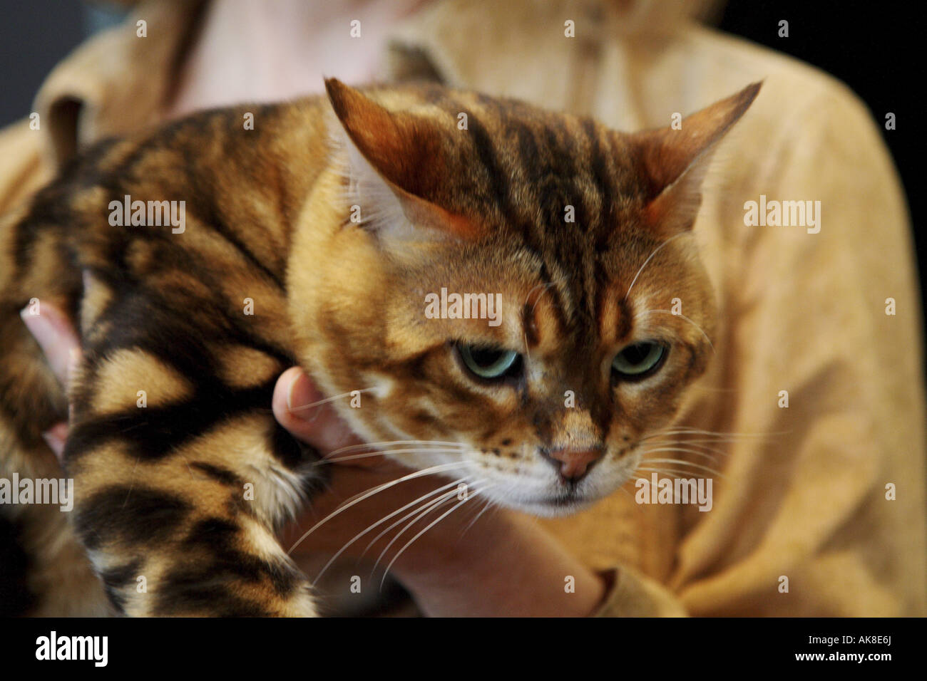 leopard cat (Felis bengalensis, Prionailurus bengalensis), portrait ...