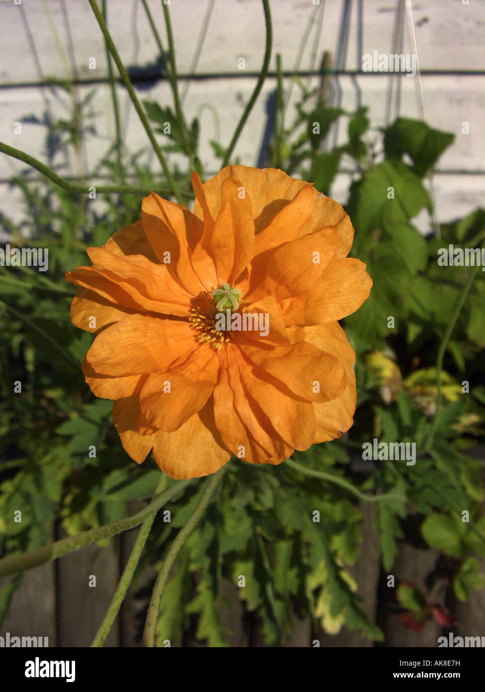 Welsh poppy (Meconopsis cambrica), filled blossom Stock Photo - Alamy