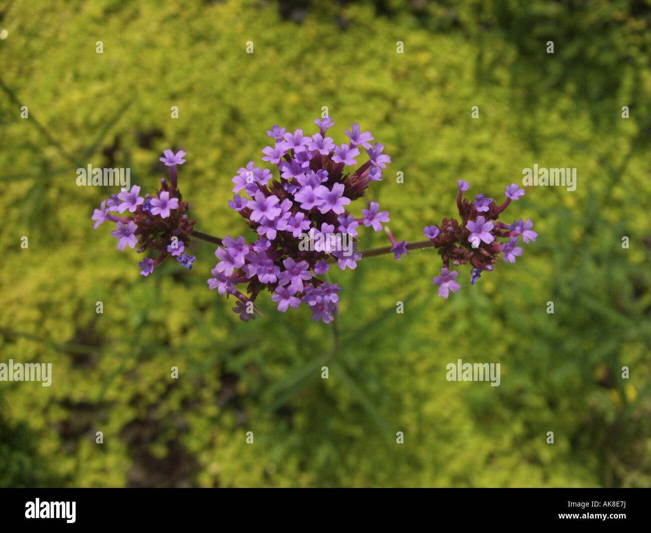 tall vervain (Verbena bonariensis), blooming Stock Photo - Alamy