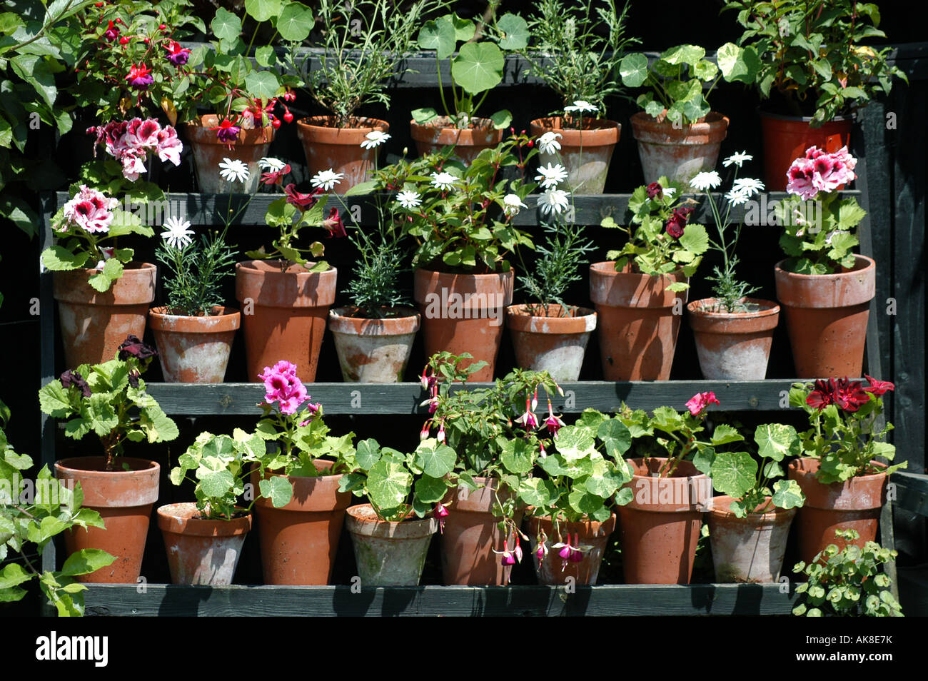 Flowers in Pots Stock Photo - Alamy