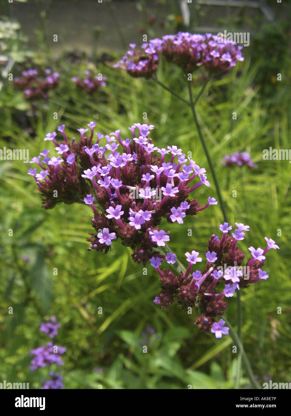 tall vervain (Verbena bonariensis), blooming Stock Photo - Alamy
