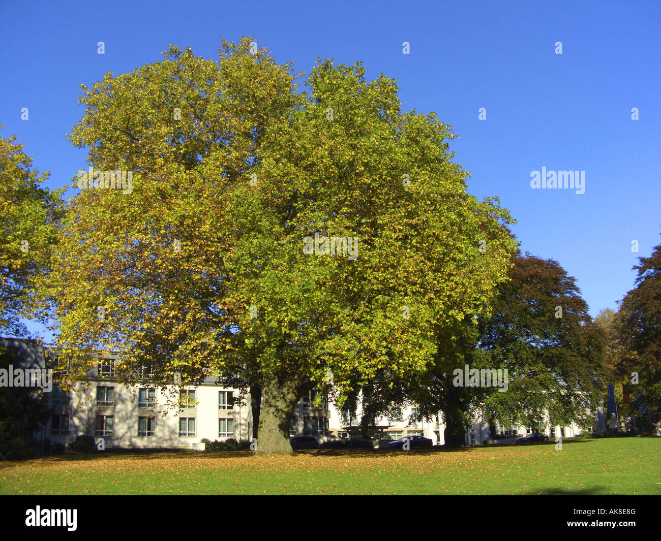 European plane, maple-leaved plane, London planetree Platanus hispanica ...