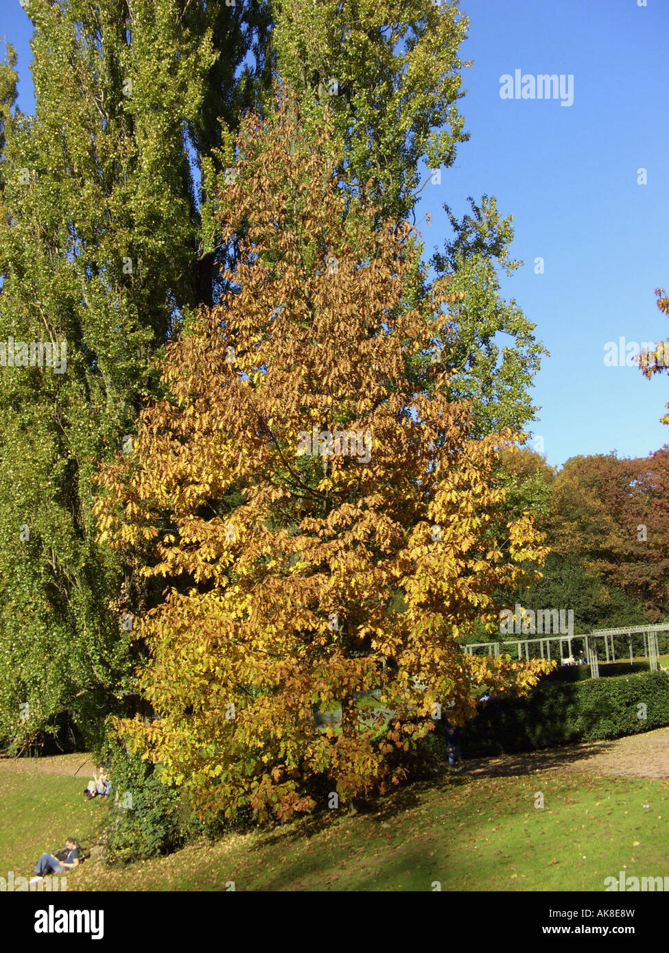 northern red oak (Quercus rubra), single tree in a park in autumn Stock ...