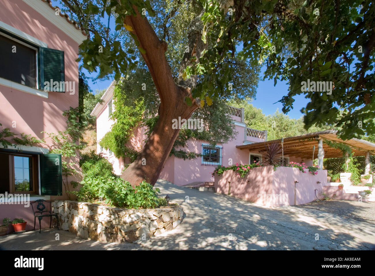 Large tree on roadside between modern pink Spanish villas Stock Photo ...