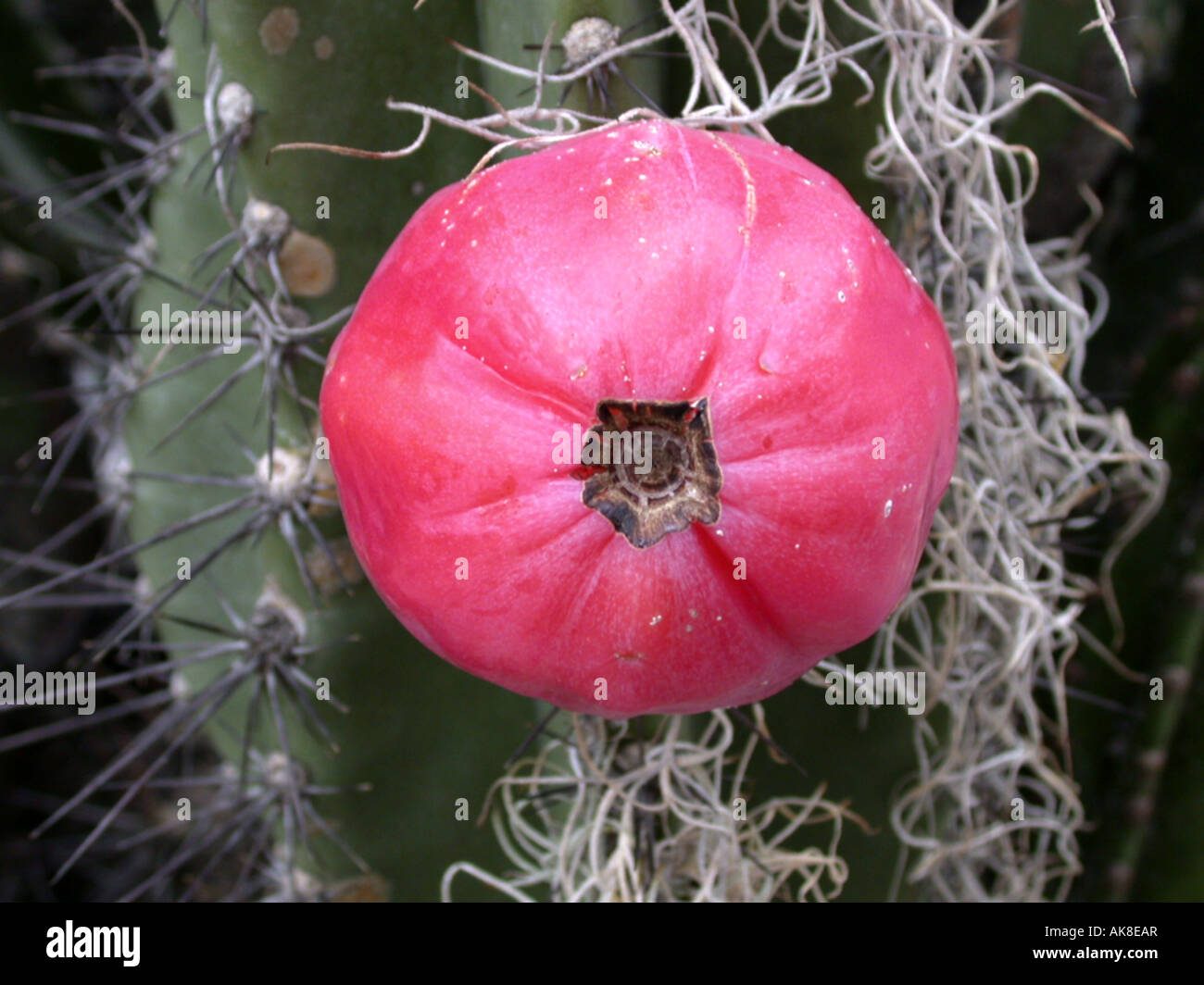 Cereus (Cereus jamacaru, ), fruit, 1 Stock Photo - Alamy