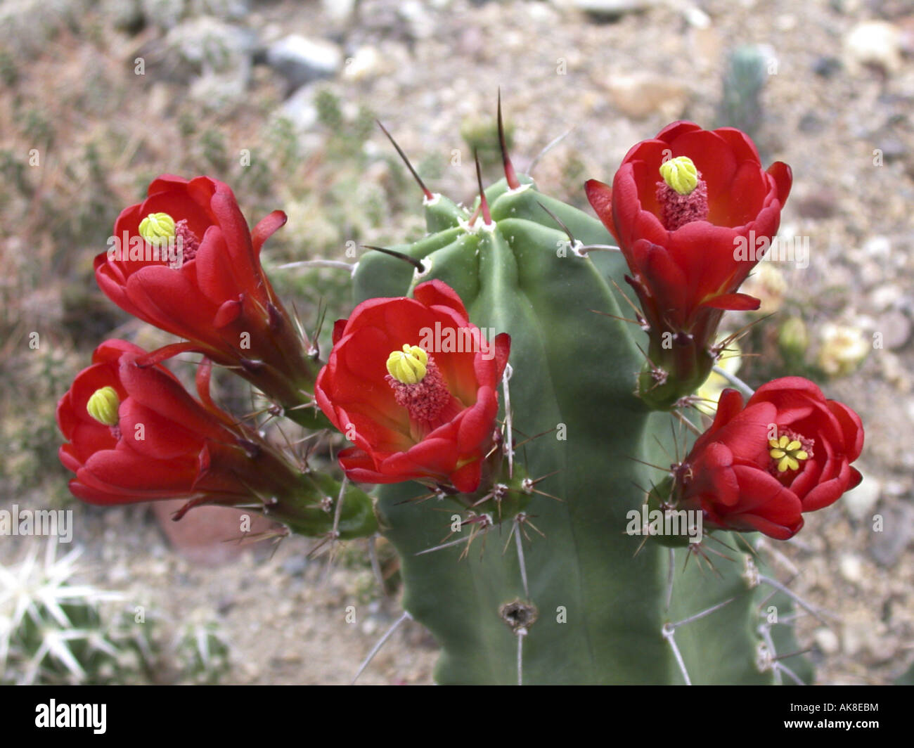 hedgehog cactus (Echinocereus triglochidiatus), blooming Stock Photo ...