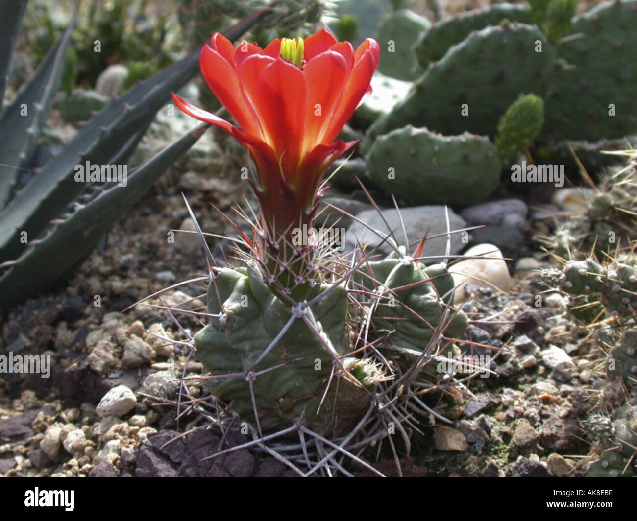 hedgehog cactus (Echinocereus triglochidiatus), blooming Stock Photo ...