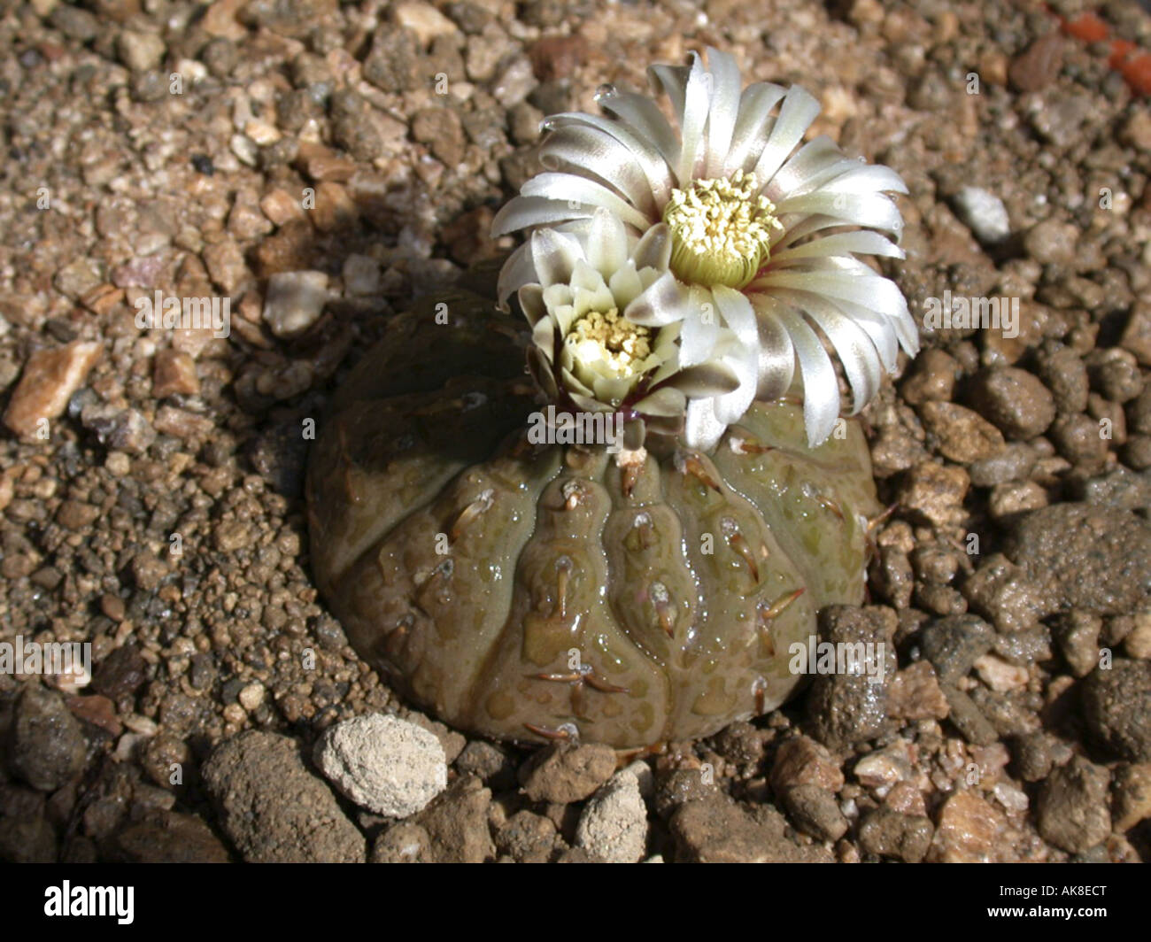 Gymnocalycium (Gymnocalycium asterium), blooming Stock Photo - Alamy