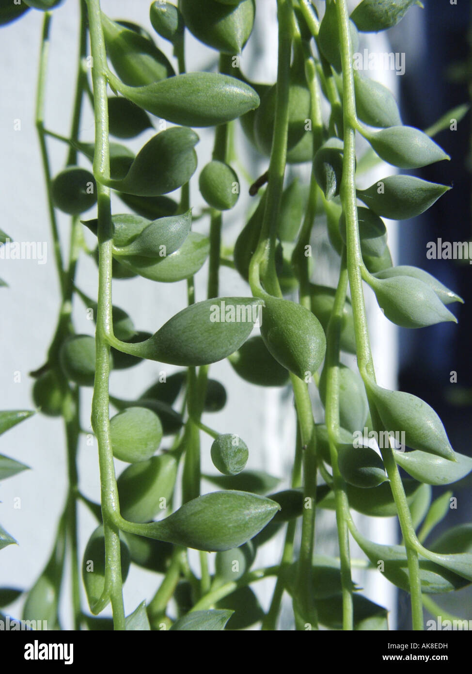 Gooseberry, String of Beads, String-of-Pearls. String-of-Marbles ...