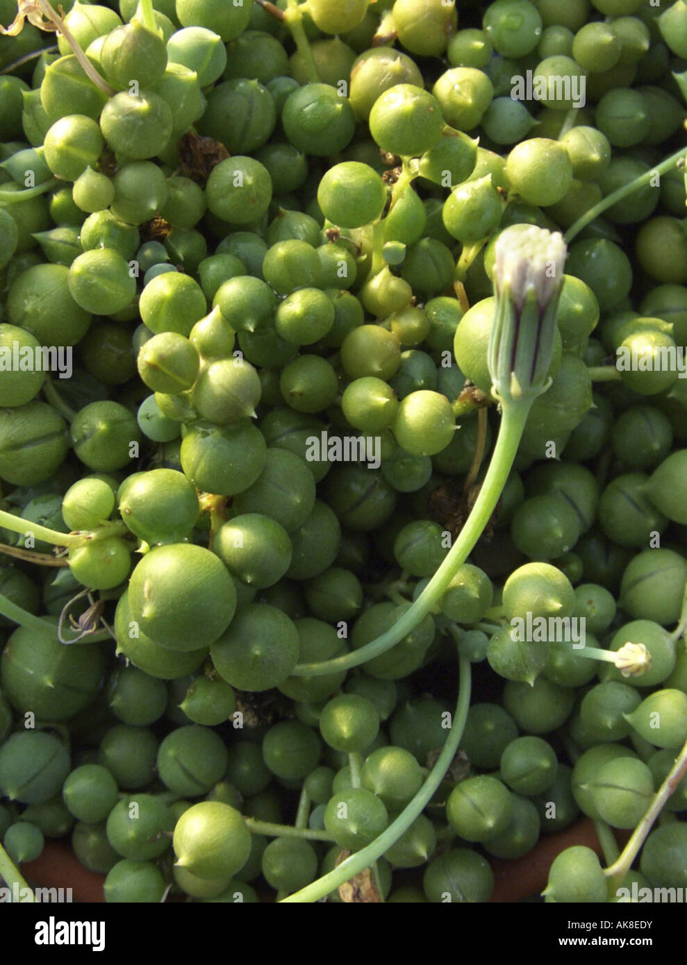 Gooseberry, String of Beads, String-of-Pearls. String-of-Marbles ...