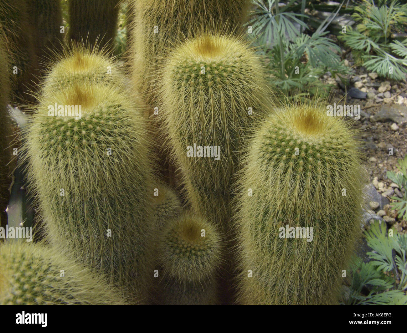 Notocactus notocactus leninghausii hi-res stock photography and images ...