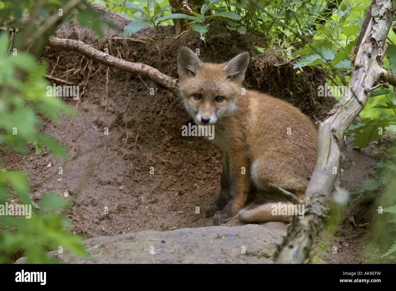 red fox (Vulpes vulpes), fox cub in front of fox-hole Stock Photo - Alamy